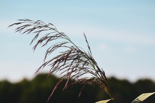 Imágenes de Trzcina: descubre bancos de fotos, ilustraciones, vectores ...