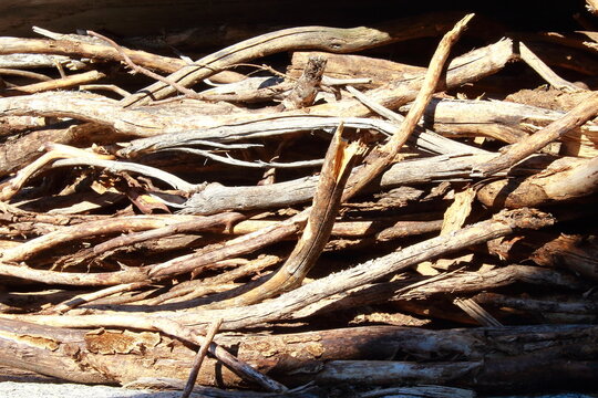 Ramas 이미지 – 찾아보기 15,897 스톡 사진, 벡터 및 비디오 | Adobe Stock