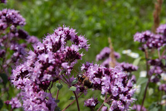 Ziola Bilder – Durchsuchen 180 Archivfotos, Vektorgrafiken und Videos ...