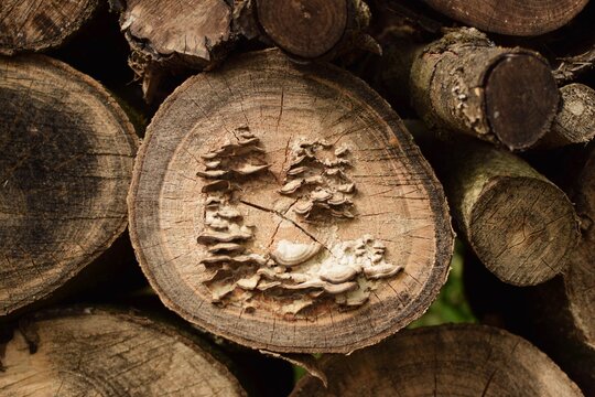 รูปภาพRondin – เลือกดูภาพถ่ายสต็อก เวกเตอร์ และวิดีโอ1,344 | Adobe Stock