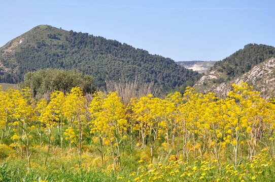 Ferula Images – Browse 846 Stock Photos, Vectors, and Video | Adobe Stock