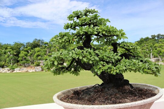 "Short Tree" Images – Browse 20 Stock Photos, Vectors, and Video ...