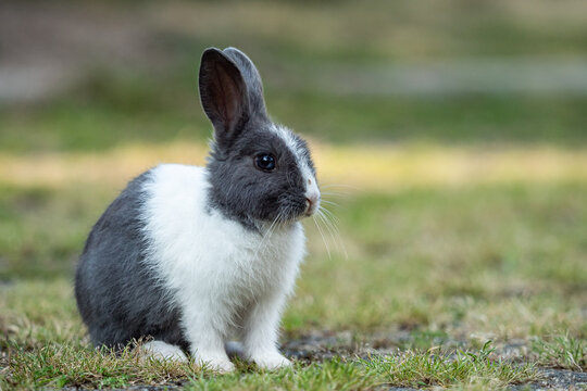 Forelegs Images – Browse 3,861 Stock Photos, Vectors, and Video | Adobe ...