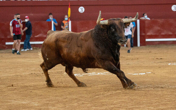 รูปภาพToros – เลือกดูภาพถ่ายสต็อก เวกเตอร์ และวิดีโอ10,195 | Adobe Stock