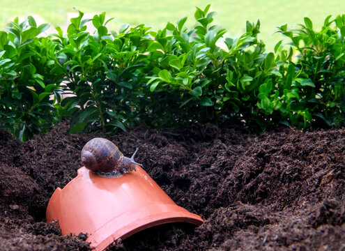 Snail Bed Bilder – Durchsuchen 722 Archivfotos, Vektorgrafiken und ...