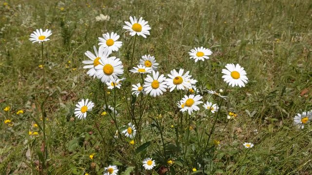 Imagens de Daises – Explore Fotografias do Stock, Vetores e Vídeos de ...