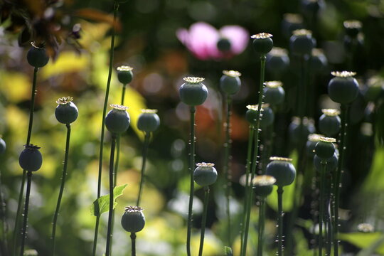 "Poppy Head" Bilder – Durchsuchen 1,825 Archivfotos, Vektorgrafiken und ...