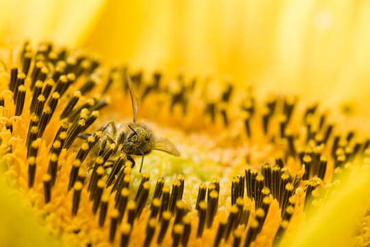 รูปภาพMacrographie – เลือกดูภาพถ่ายสต็อก เวกเตอร์ และวิดีโอ190 | Adobe ...