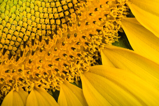 รูปภาพMacrographie – เลือกดูภาพถ่ายสต็อก เวกเตอร์ และวิดีโอ190 | Adobe ...