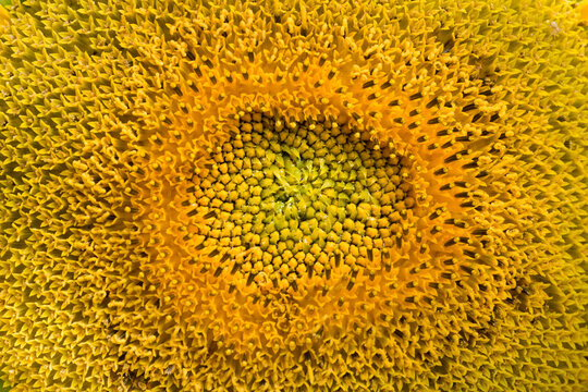 Macrographie Images – Parcourir 170 le catalogue de photos, vecteurs et ...