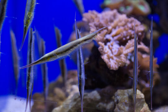 "Razor Fish" Bilder – Durchsuchen 176 Archivfotos, Vektorgrafiken und ...