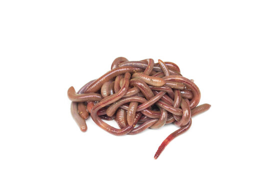 「Anguine」の写真素材 | 975件の無料イラスト画像 | Adobe Stock