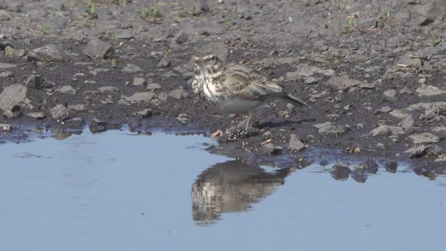 Larks Bilder – Durchsuchen 23,599 Archivfotos, Vektorgrafiken und ...
