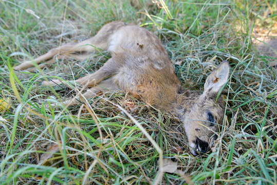 รูปภาพVerwesung – เลือกดูภาพถ่ายสต็อก เวกเตอร์ และวิดีโอ735 | Adobe Stock