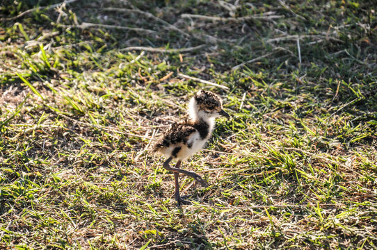 Tero 이미지 – 찾아보기 630 스톡 사진, 벡터 및 비디오 | Adobe Stock