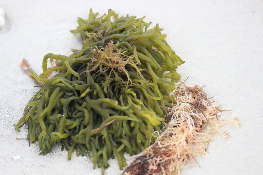 "Sea Beans" Images – Browse 292 Stock Photos, Vectors, and Video ...