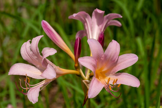 Lycoris 이미지 – 찾아보기 3,078 스톡 사진, 벡터 및 비디오 | Adobe Stock