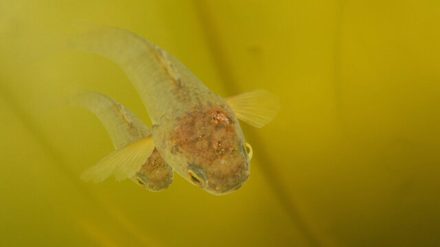 Anabantidae Bilder – Durchsuchen 291 Archivfotos, Vektorgrafiken und ...