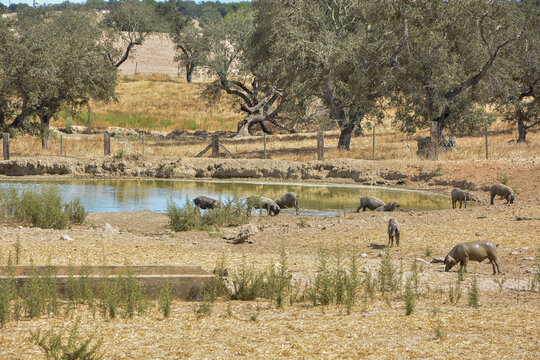 Gorrino Bilder – Durchsuchen 114 Archivfotos, Vektorgrafiken und Videos ...