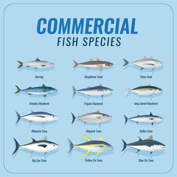 Free Fish Images – Browse 13,258 Free Stock Photos, Vectors, and Video ...