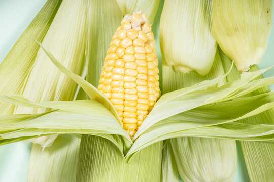 "Golden Corn" Bilder – Durchsuchen 448 Archivfotos, Vektorgrafiken und ...