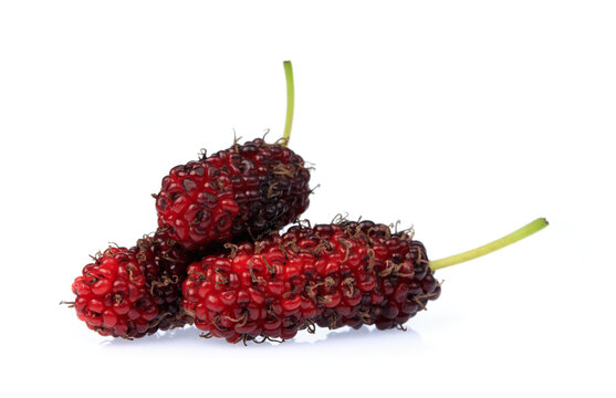 รูปภาพMalberry – เลือกดูภาพถ่ายสต็อก เวกเตอร์ และวิดีโอ156 | Adobe Stock