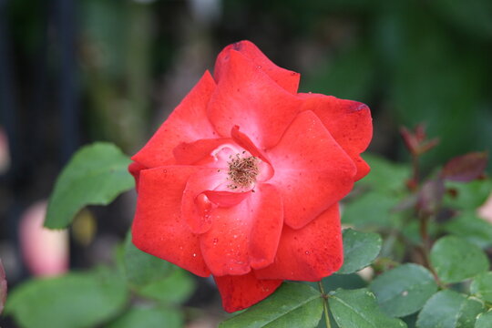 รูปภาพBuschrose – เลือกดูภาพถ่ายสต็อก เวกเตอร์ และวิดีโอ283 | Adobe Stock