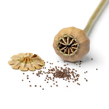 "Poppy Head" Imagens – Procure 1,825 fotos, vetores e vídeos | Adobe Stock