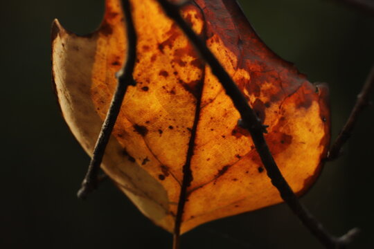 Leef Images – Browse 386 Stock Photos, Vectors, and Video | Adobe Stock