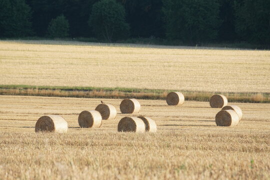 รูปภาพStroh – เลือกดูภาพถ่ายสต็อก เวกเตอร์ และวิดีโอ33,548 | Adobe Stock