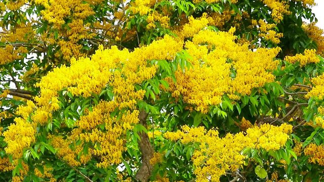 Padauk 影像 – 瀏覽 2,420 個素材庫相片、向量圖和影片 | Adobe Stock