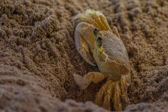 รูปภาพPleocyemata – เลือกดูภาพถ่ายสต็อก เวกเตอร์ และวิดีโอ157 | Adobe Stock