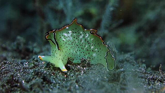 รูปภาพElysia – เลือกดูภาพถ่ายสต็อก เวกเตอร์ และวิดีโอ223 | Adobe Stock