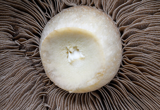 รูปภาพMushrrom – เลือกดูภาพถ่ายสต็อก เวกเตอร์ และวิดีโอ425 | Adobe Stock