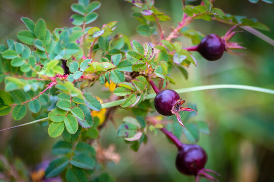Wildbeeren Images – Parcourir 615 le catalogue de photos, vecteurs et ...