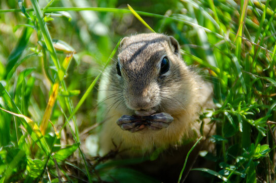 รูปภาพFlicker-Tail – เลือกดูภาพถ่ายสต็อก เวกเตอร์ และวิดีโอ2 | Adobe Stock