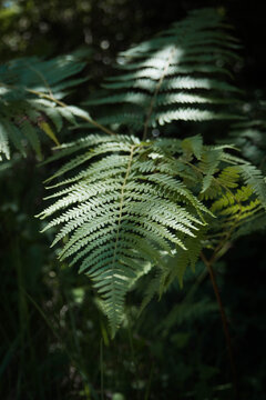 รูปภาพFronda – เลือกดูภาพถ่ายสต็อก เวกเตอร์ และวิดีโอ1,209 | Adobe Stock