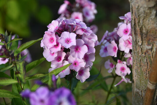 Floksy Images – Browse 80 Stock Photos, Vectors, and Video | Adobe Stock