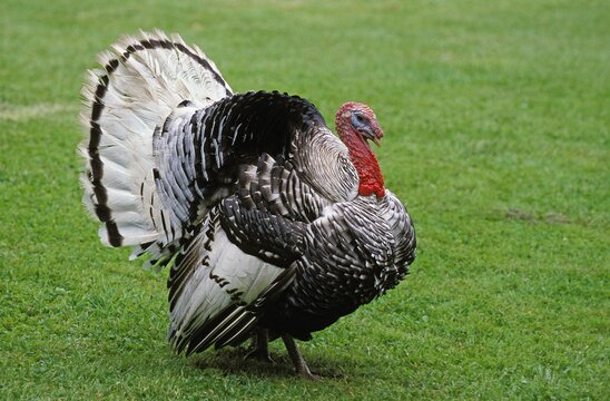 Afbeeldingen over "Turkey Cock" – Blader in stockfoto's, vectoren en ...