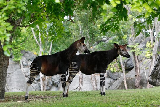 Okapi Images – Browse 48 Stock Photos, Vectors, and Video | Adobe Stock