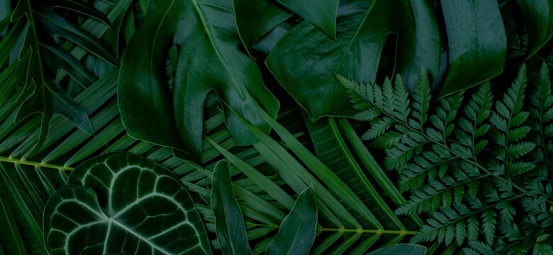 Imagens de Folhas – Explore Fotografias do Stock, Vetores e Vídeos de ...