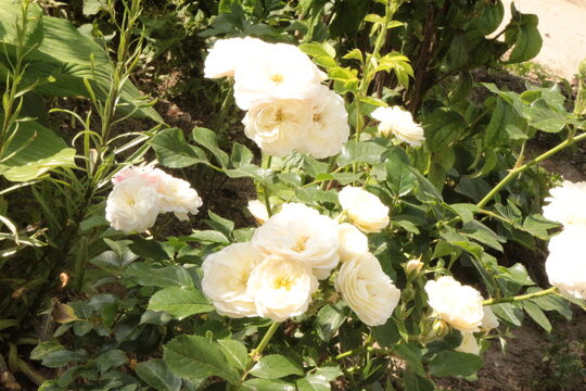 Buschrose Bilder – Durchsuchen 220,112 Archivfotos, Vektorgrafiken und ...