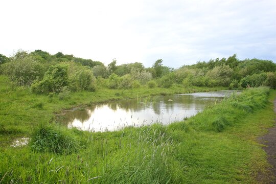 Marshes Images – Browse 683,857 Stock Photos, Vectors, and Video ...