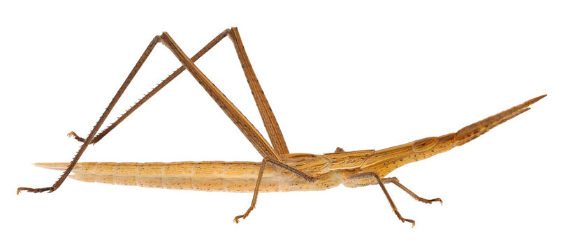 Slant-Faced Bilder – Durchsuchen 120 Archivfotos, Vektorgrafiken und ...