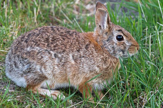 "Eastern Cottontail Rabbit" Images – Browse 1,198 Stock Photos, Vectors ...