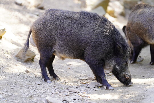 Javelina Bilder – Durchsuchen 874 Archivfotos, Vektorgrafiken und Videos | Adobe Stock