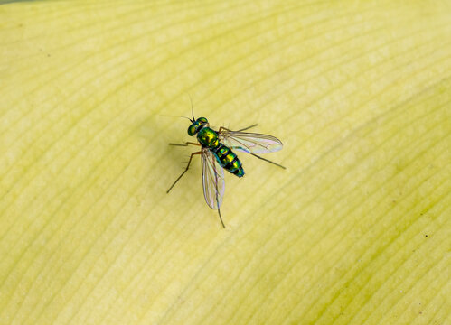 "Green Fly" Images – Browse 24,193 Stock Photos, Vectors, and Video ...