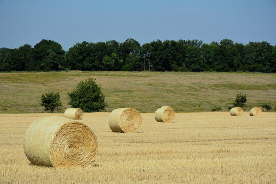 Straw-Colour Bilder – Durchsuchen 63 Archivfotos, Vektorgrafiken und ...