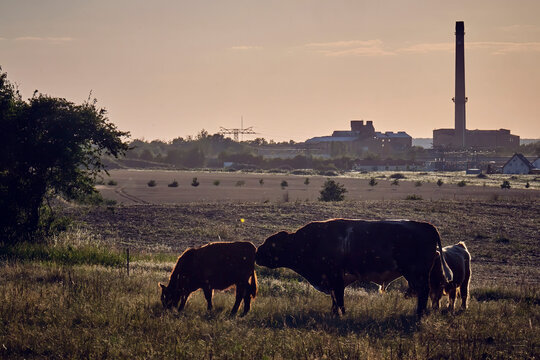 Weidehaltung Bilder – Durchsuchen 5,108 Archivfotos, Vektorgrafiken und ...