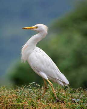 Garsa Images – Browse 43 Stock Photos, Vectors, and Video | Adobe Stock